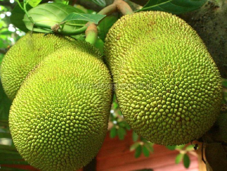 Fresh Jackfruit, Color : Green, Yellow at best price in Ahmedabad ...