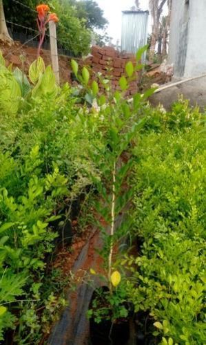 Madhukamini Plant at Rs 20 / Piece in Pune - ID: 3774031 | Jaibadi ...