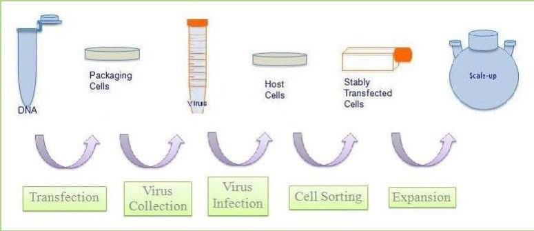 Stable Cell Line Generation Manufacturer inNew York United States by ...