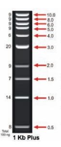 DNA Ladder - BR Biochem Life Sciences Private Limited, Delhi