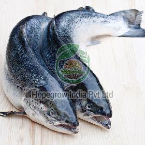 sheer fish at best price in Ratnagiri Maharashtra from GADRE MARINE ...