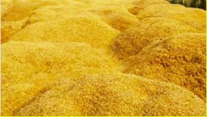 brainbox india pvt ltd - Manufacturer of Genhu ka bhoosa from ...