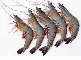 Shrimps - Live Shrimps Price, Manufacturers & Suppliers