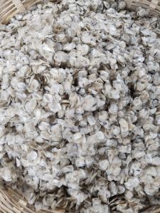 White Dry Fish Scale at Rs 35 in Dimapur - ID: 7225049 | Rame Arrivals
