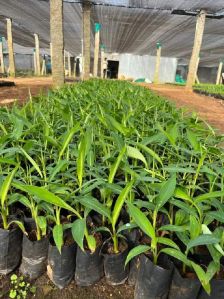 Agriculture bio tech in Hosur - Trader of G9 Banana Plants & Elakki Plants