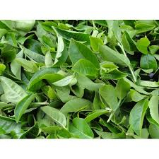 Plain Tea Latest Price from Manufacturers, Suppliers & Traders