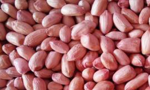 Peanut - Groundnut Price, Manufacturers & Suppliers