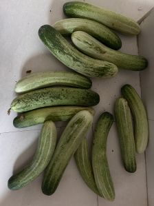 Sadguru Farms in Pune - Manufacturer of Chitra Cucumber & Chitra Cucumber