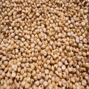Dhanshakti Organic Proso Millet for Cooking, Packaging Type : Bag at Rs ...