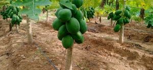 Papaya 786, Color : Green, Taste : Sweet at Best Price in Chittoor - ID ...