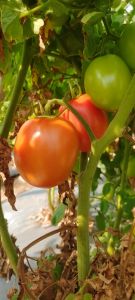 Tomato, Color : Red at Rs 40 in Satara - ID: 8481457 | balsuman
