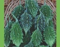 Spiny Fresh Bitter Gourd, Shape : Spindle-shaped at Best Price in ...