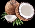 Coconut - nariyal Manufacturers, Suppliers & Exporters in India